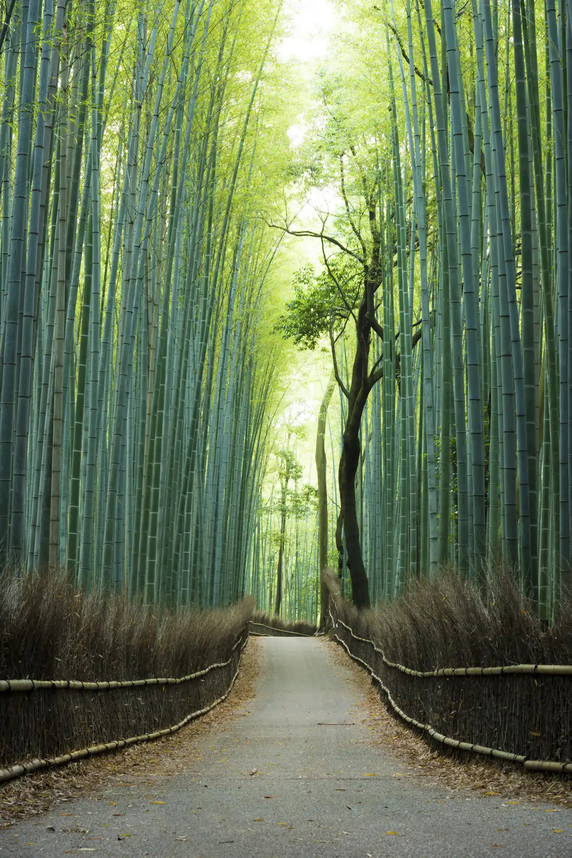 Vertical Line Photography