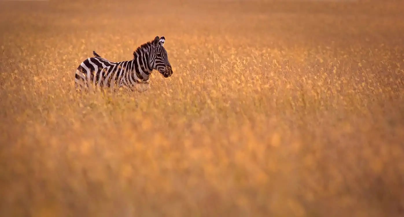 Bad Examples Of Fill The Frame Photography