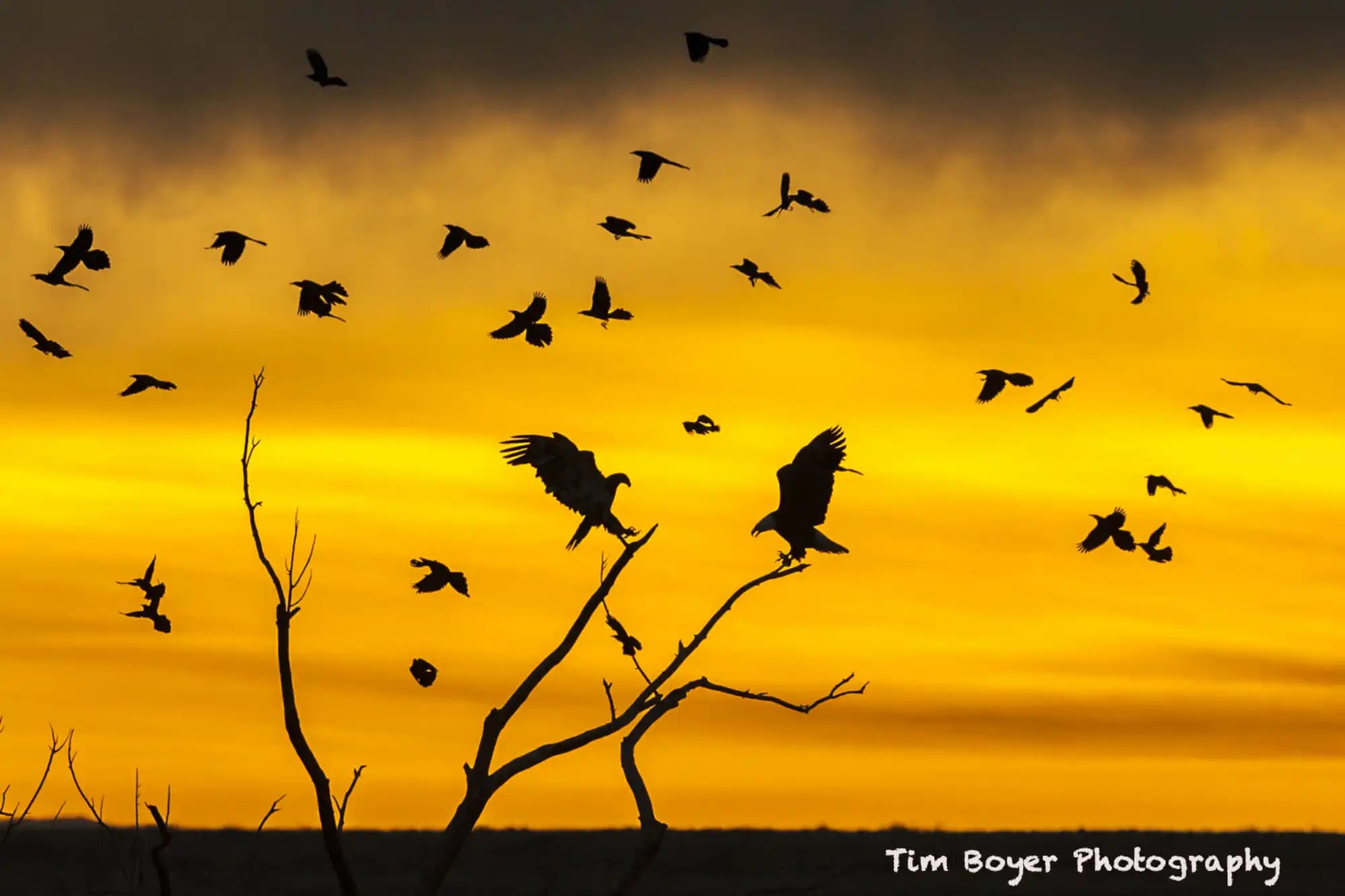 Amazing Bird Photography
