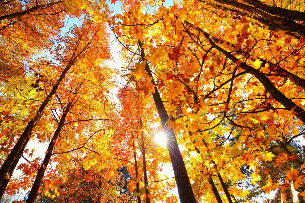 Colorful Fall Photography