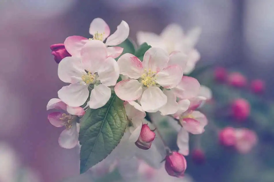 Spring Flower Photography