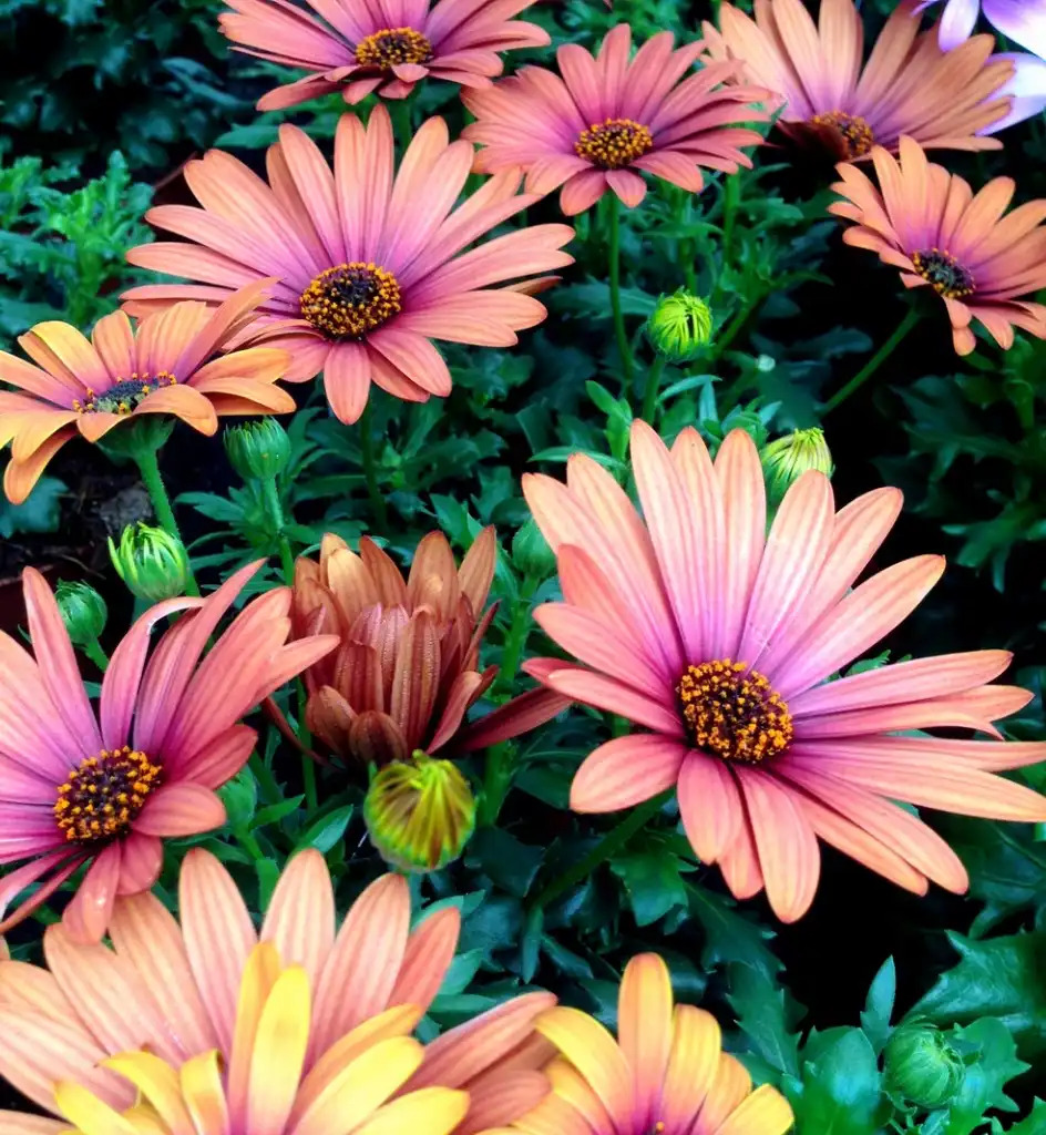 Spring Flower Photography