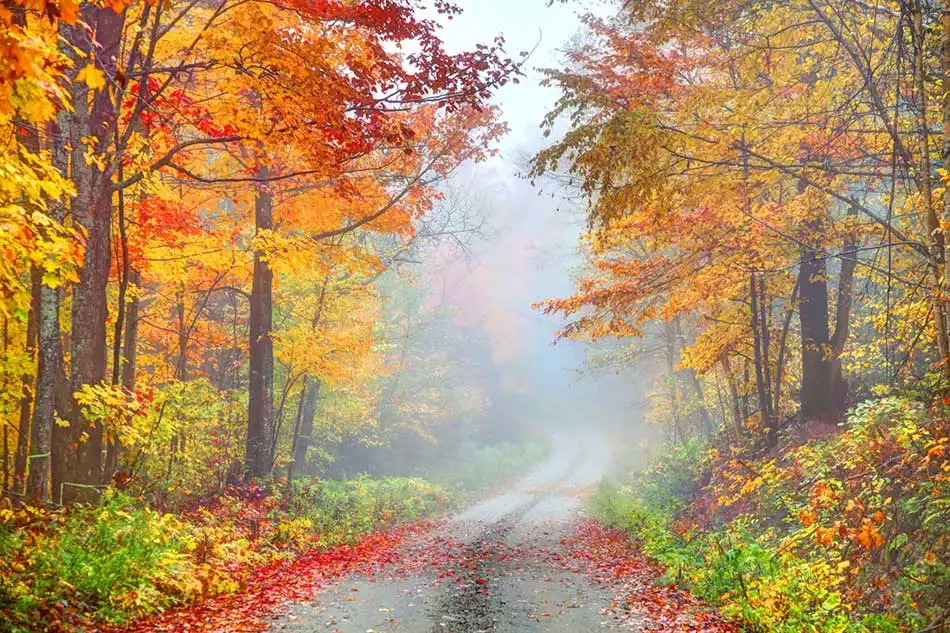 Autumn Leaves Photography