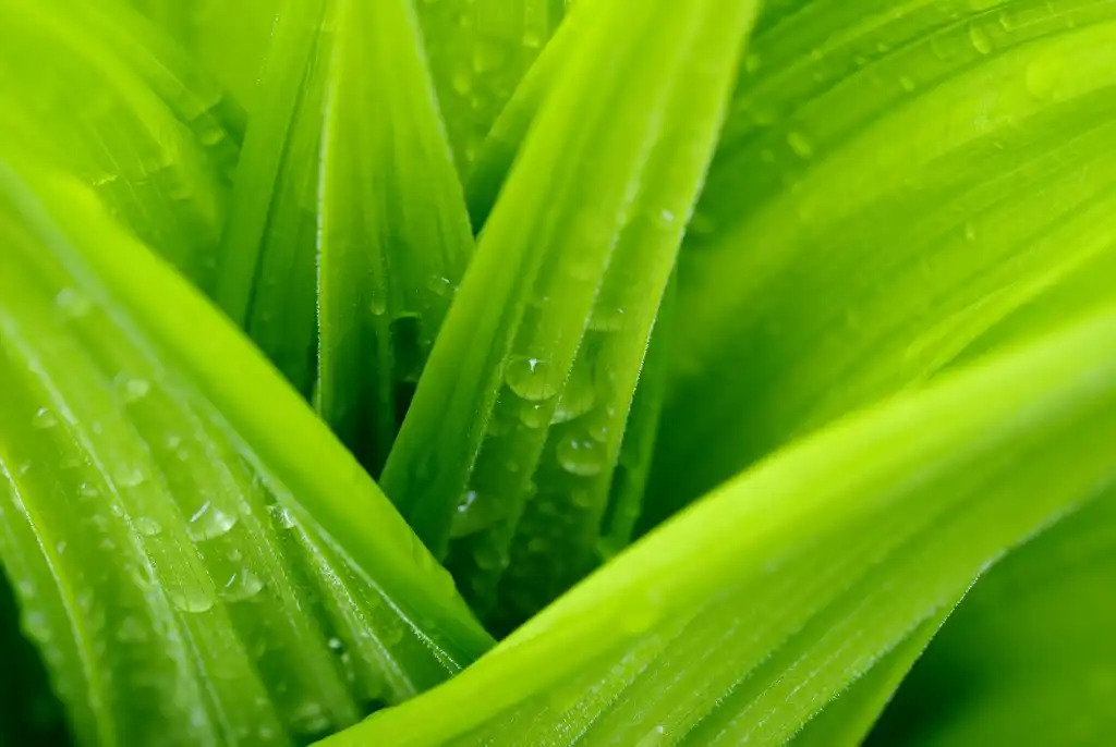Simple Nature