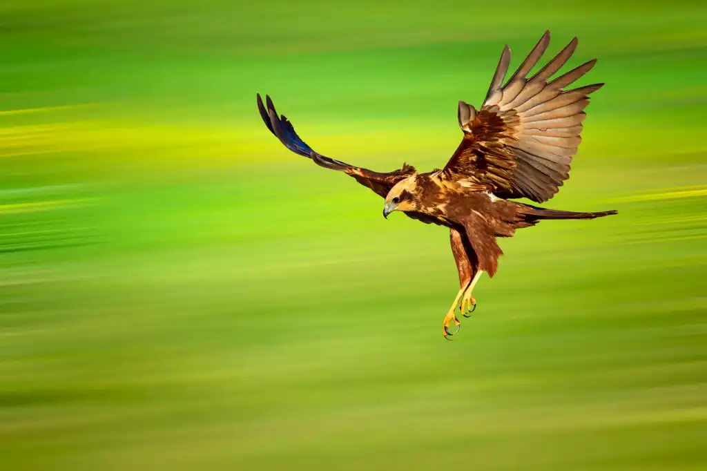 Panning Photography Techniques