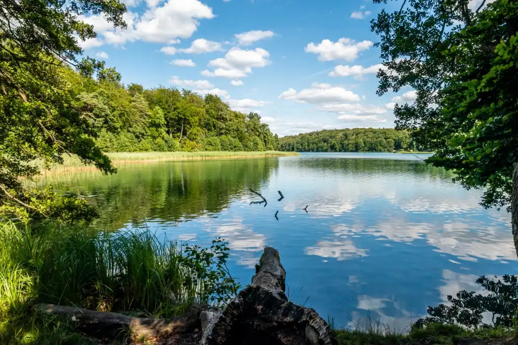 Simple Tree Landscape Photography